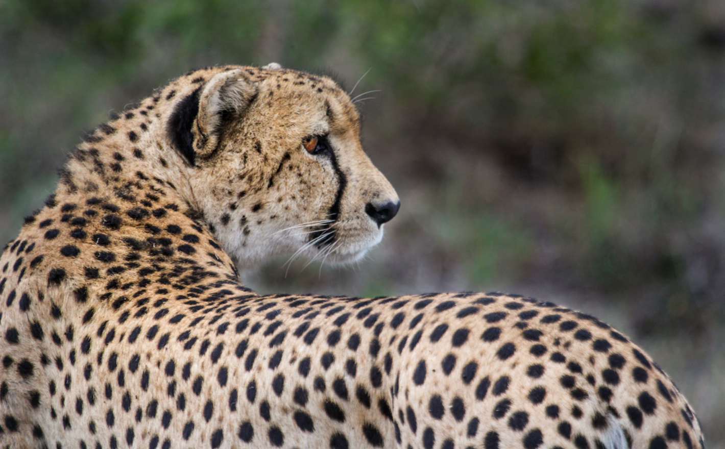 The East Africa Signature Safari - Peaks Of Africa